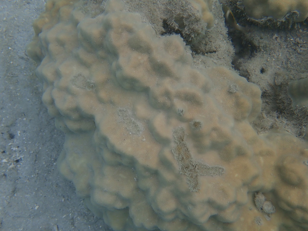 Pore Corals from Cakaudrove, Fiji on July 26, 2023 at 03:49 AM by ...
