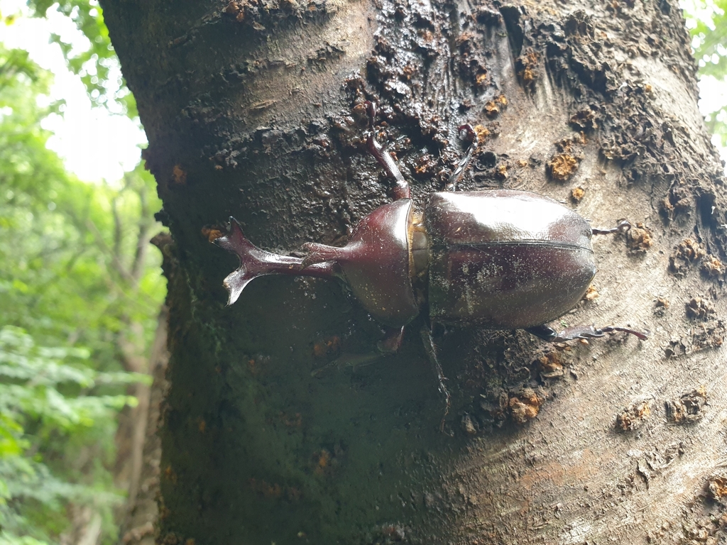 Japanese Rhinoceros Beetle from 대한민국 충청남도 서산시 on July 26, 2023 at 11:05 ...