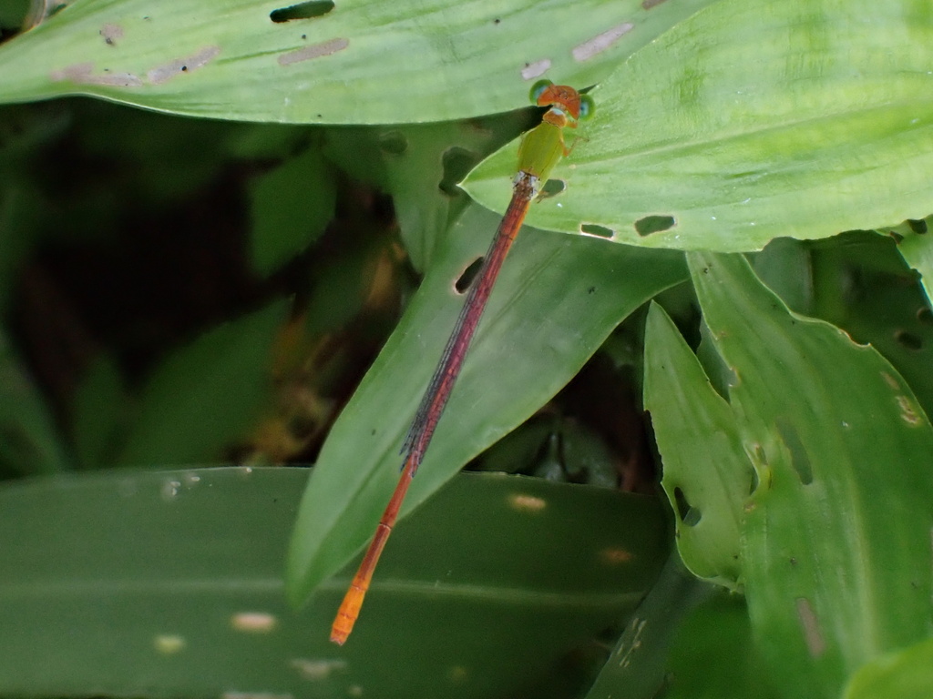 Orange-tailed Sprite from Mai Po Marshes, Mai Po, Yuen Long, New ...