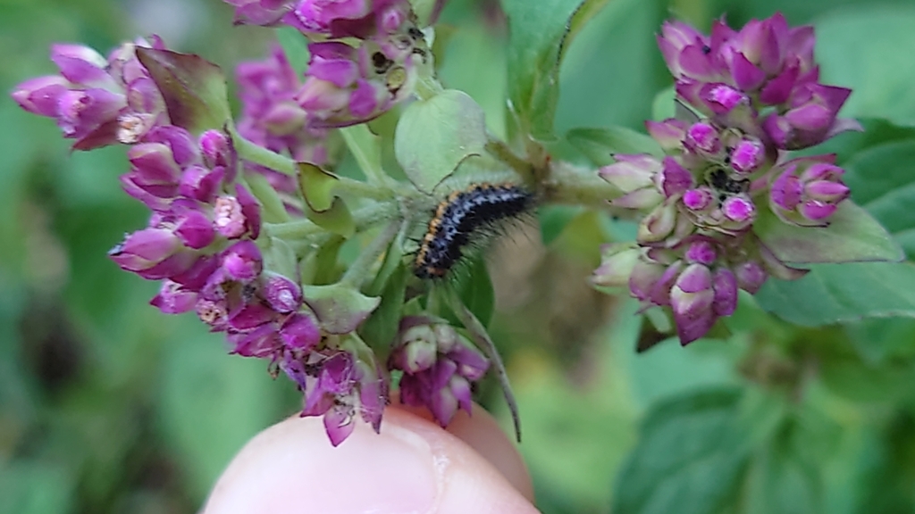 Sweet Gale Moth from 83324 Ruhpolding, Deutschland on July 18, 2023 at ...