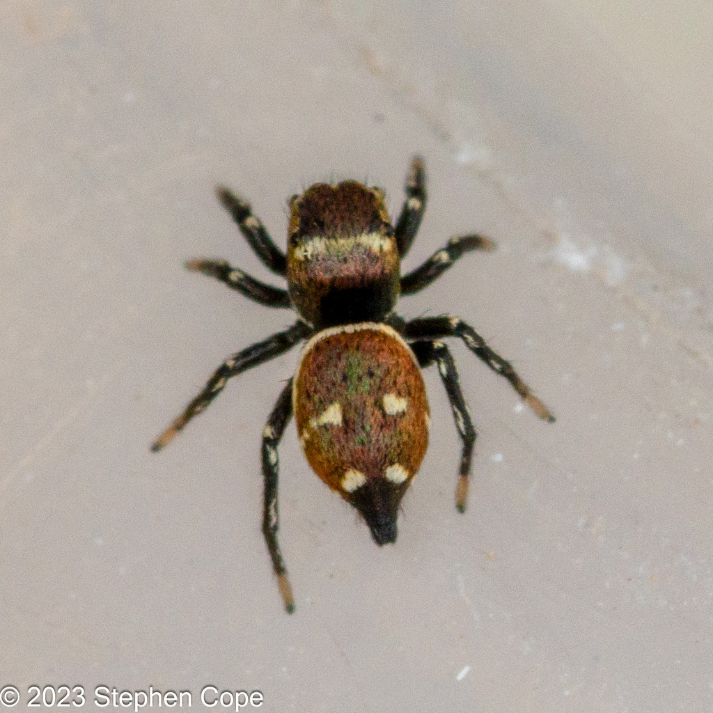 Sun Jumping Spiders from 04815 Almanzora, Almería, Spain on July 25 ...