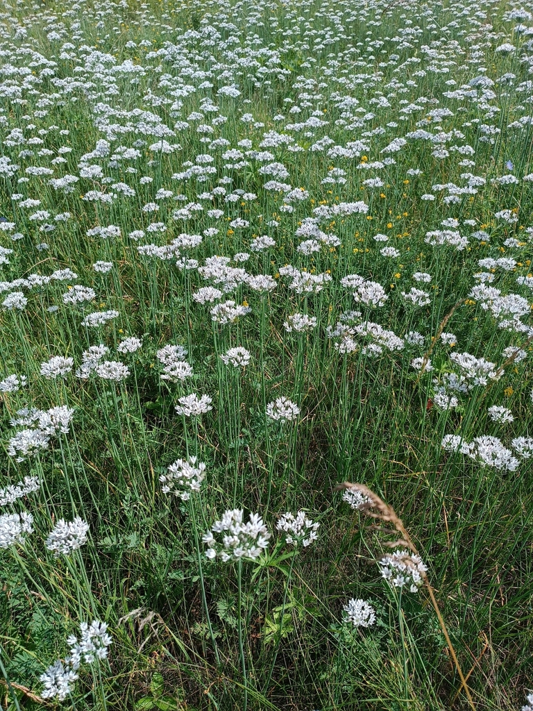 Allium ramosum from Хомутово on July 26, 2023 at 03:20 PM by Елена ...