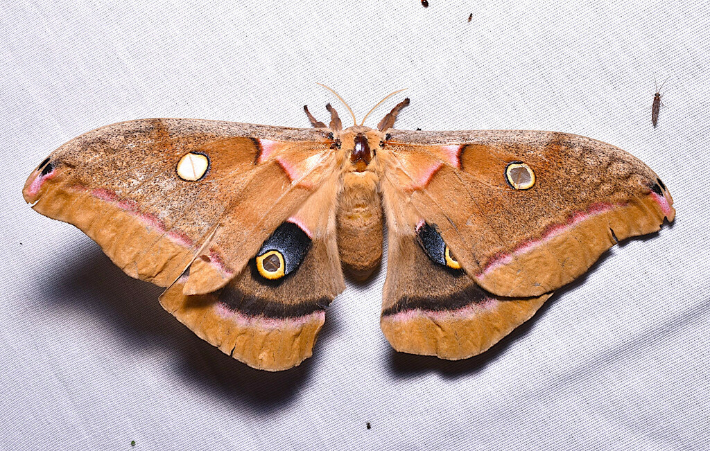 Polyphemus Moth from Morgantown, WV, USA on July 25, 2023 at 10:46 PM ...