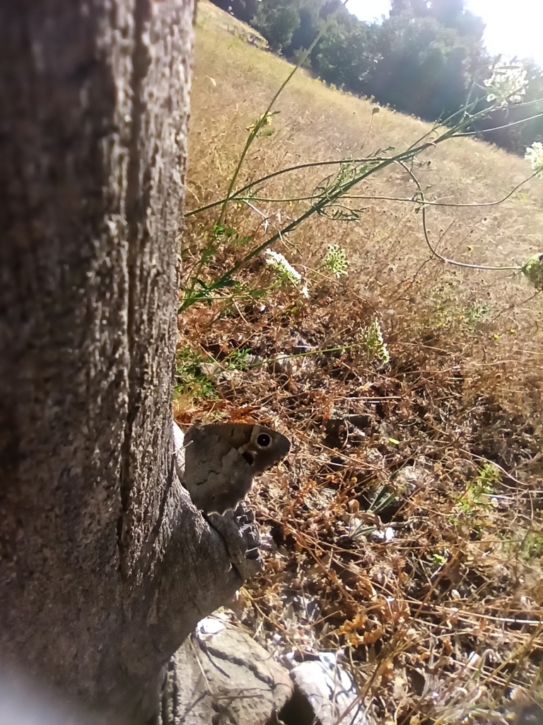 Tree Grayling from Eljas, 10891, Cáceres, España on July 26, 2023 at 11 ...