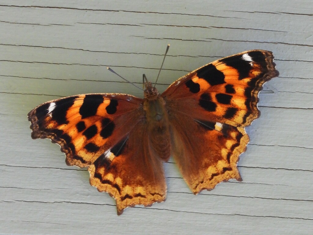 Nymphalis l-album j-album in July 2023 by Michael Dawber · iNaturalist