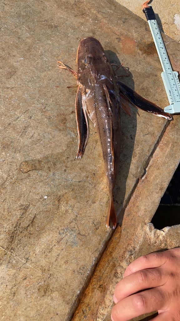 Striped Searobin from Newport on July 26, 2023 at 08:38 AM by ...