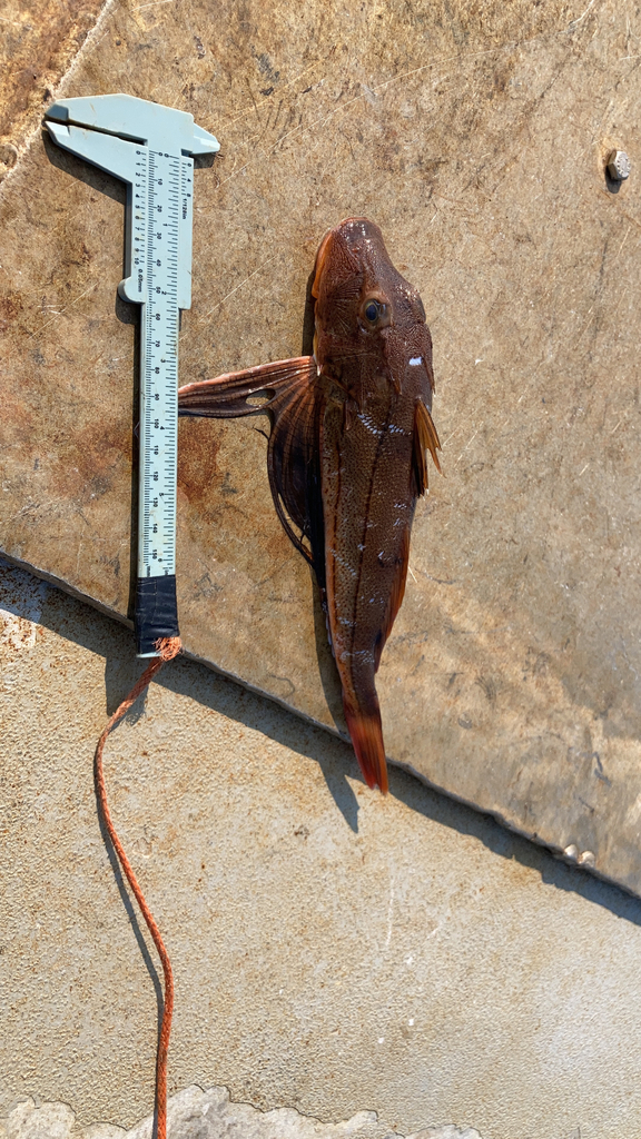 Striped Searobin from Jamestown on July 26, 2023 at 08:45 AM by ...