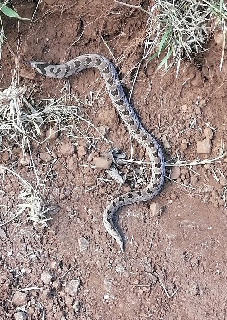 Snouted Night Adder from South Africa on July 26, 2023 at 12:44 PM by ...
