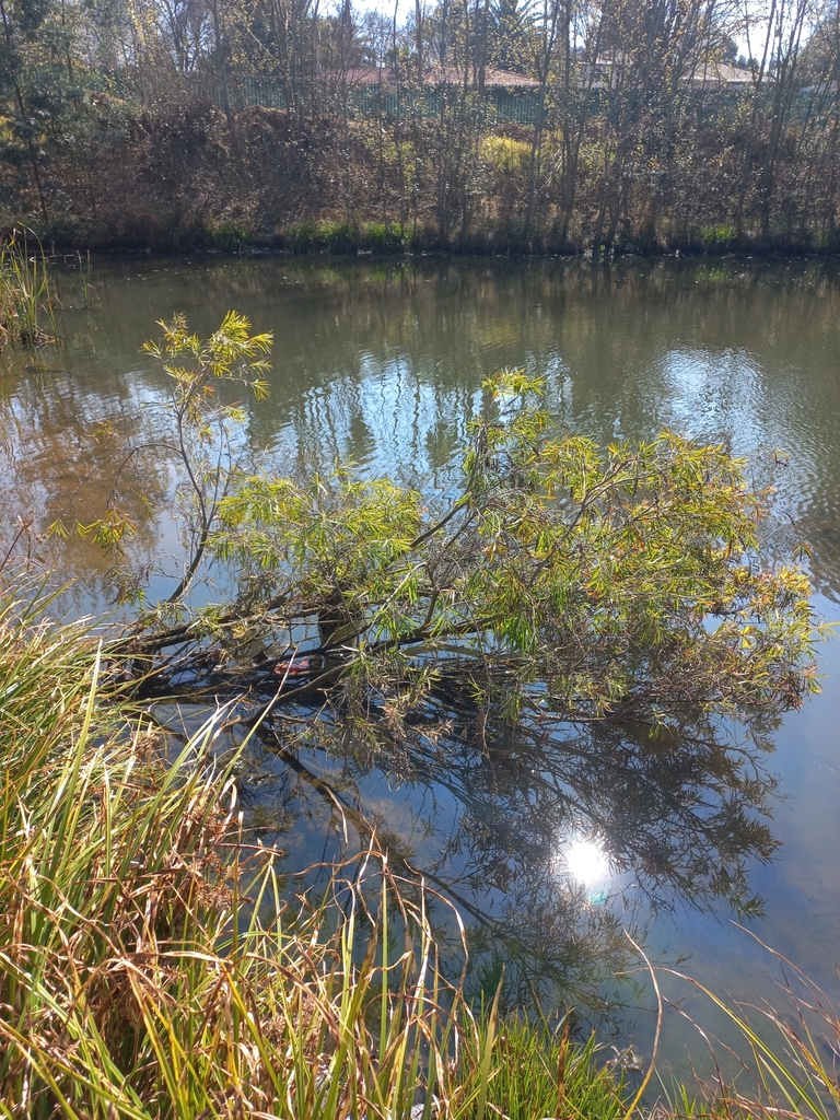 Melaleuca viminalis viminalis from Rietfontein 61-Ir, Johannesburg ...