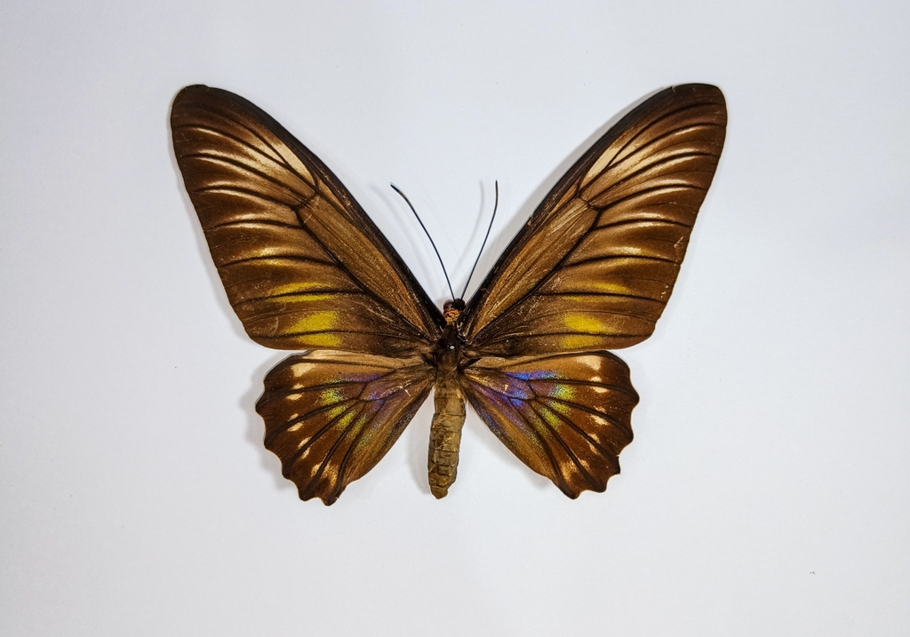 Palawan birdwing in July 2023 by Julius Ancheta. Part of a collection ...
