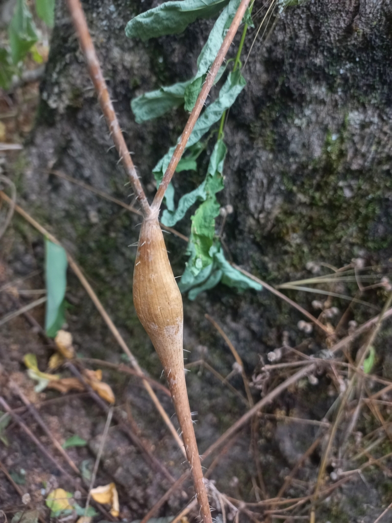 Something from 00040 Monte Porzio Catone, Metropolitan City of Rome ...