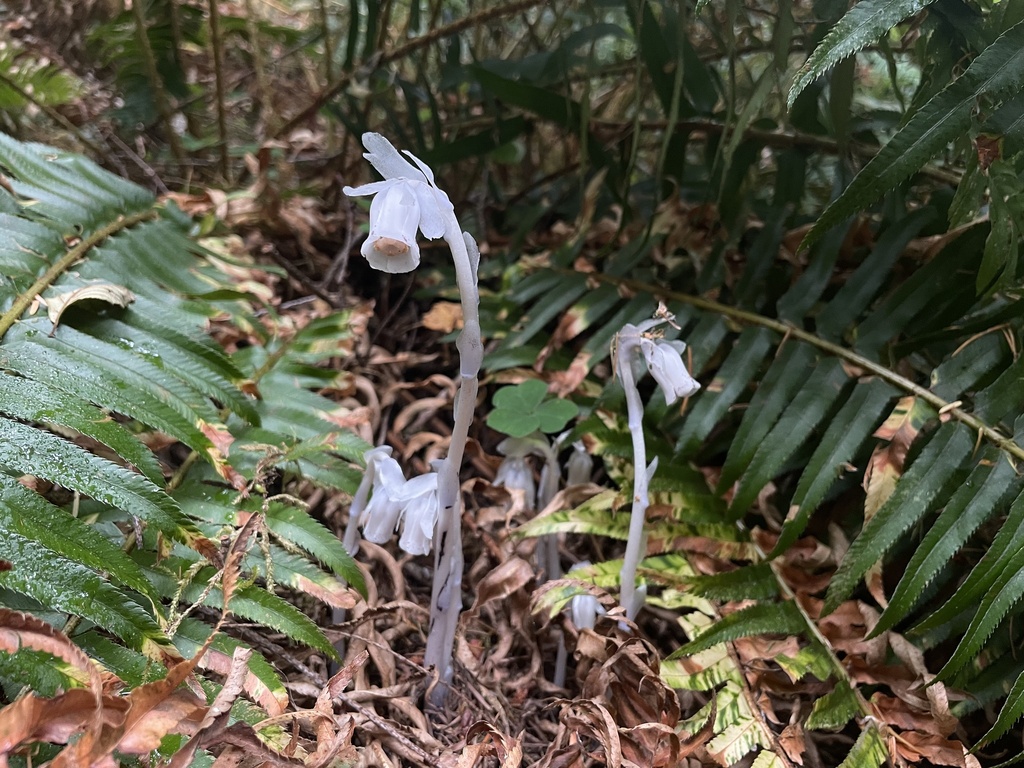 Ghost Pipe from Coos Bay, OR, US on July 25, 2023 at 10:44 AM by ...