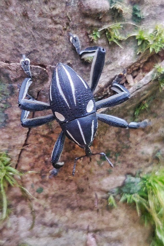 Arachnobas from Klabili Birdwatching Park on July 1, 2023 at 11:32 AM ...