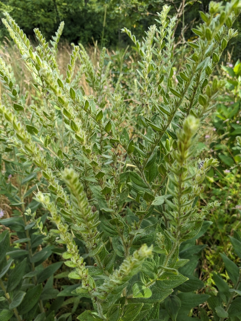 false gromwell from Lewisburg, WV 24901, USA on July 26, 2023 at 09:48 ...
