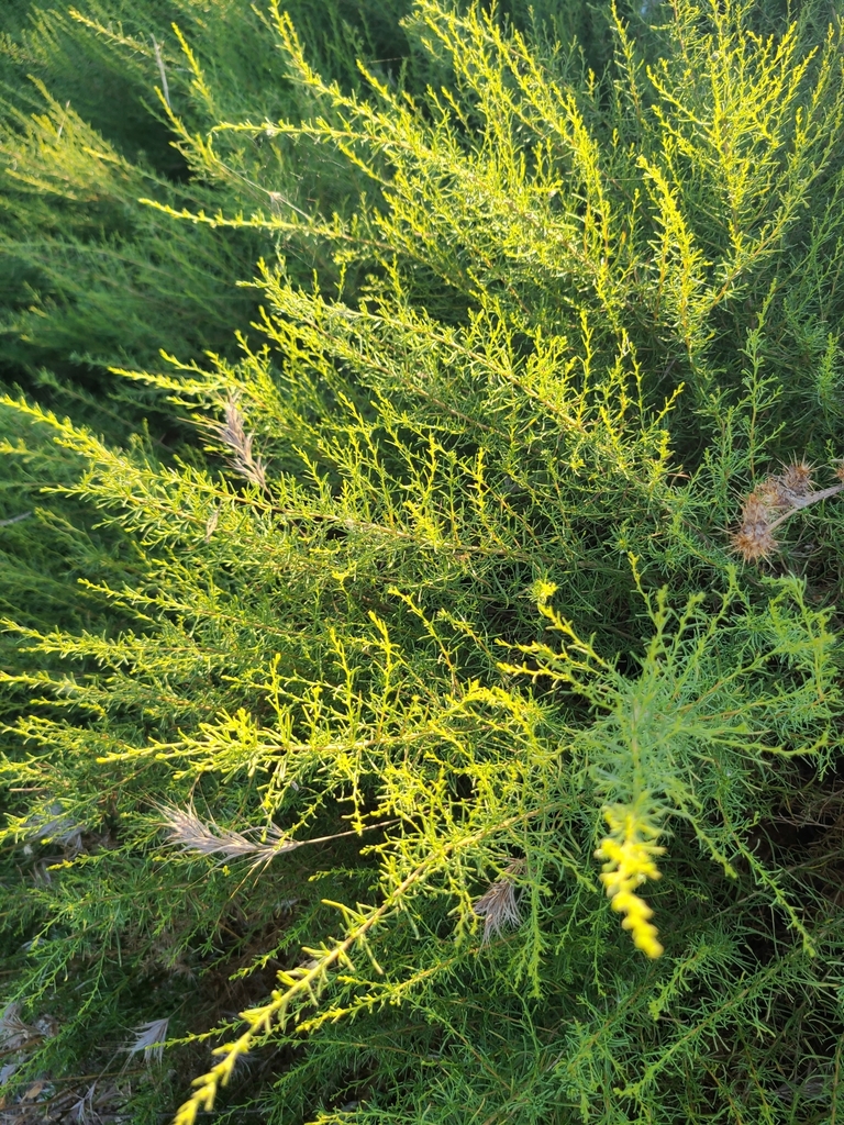 Palmer's goldenbush from Corona, CA 92881, USA on July 26, 2023 at 06: ...