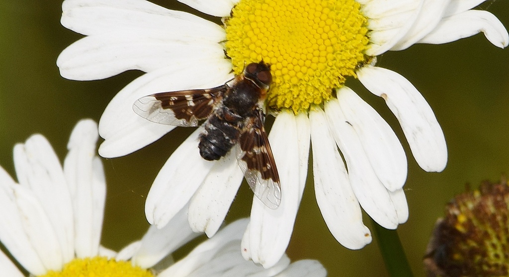 Mottled Bee-fly from Переславский р-н, Ярославская обл., Россия on July ...