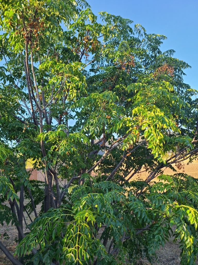 flowering plants from Corona, CA 92881, USA on July 26, 2023 at 07:04 ...