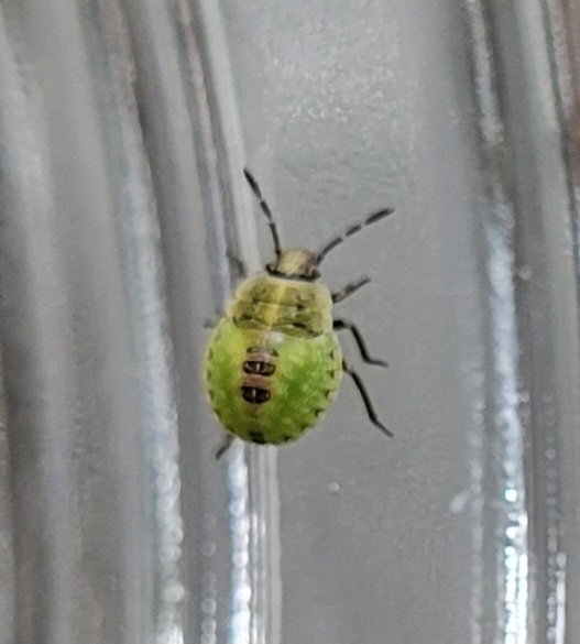 Brown Stink Bugs in July 2023 by Natasha Farrell · iNaturalist
