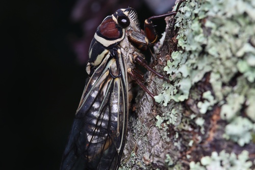 Auritibicen aethus · iNaturalist