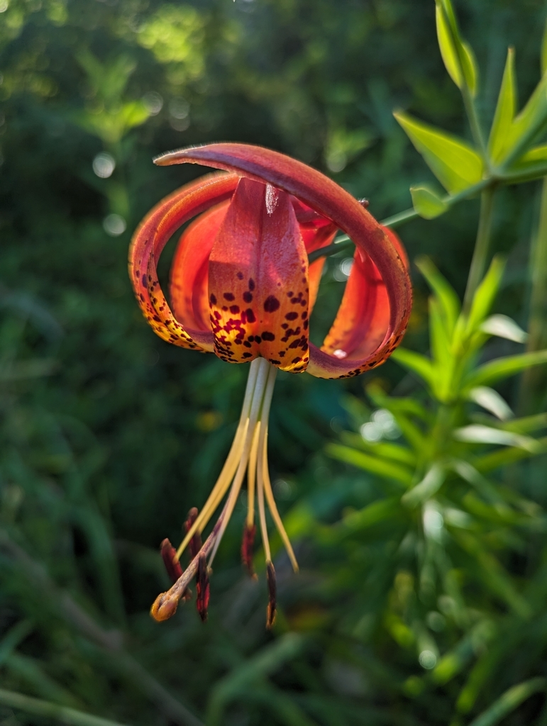 sandhills lily in July 2023 by Sam. Flowers 1-4(5), mostly nodding to ...