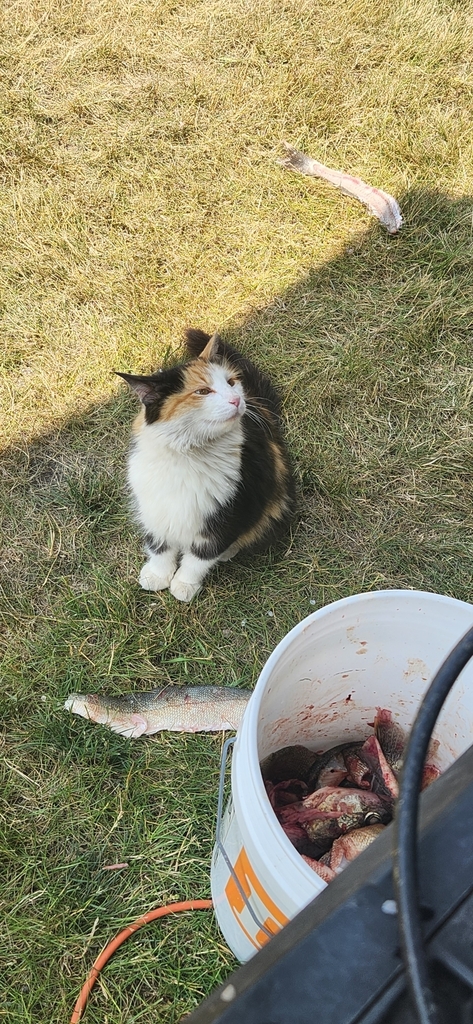 Domestic Cat from McKinley Township, MI, USA on June 24, 2023 at 01:40 ...