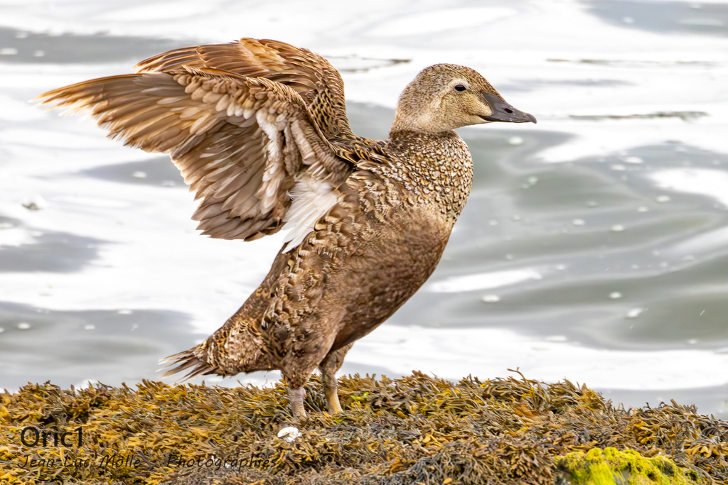 King Eider from hillion on July 24, 2023 at 11:17 AM by ORIC1 - Jean ...
