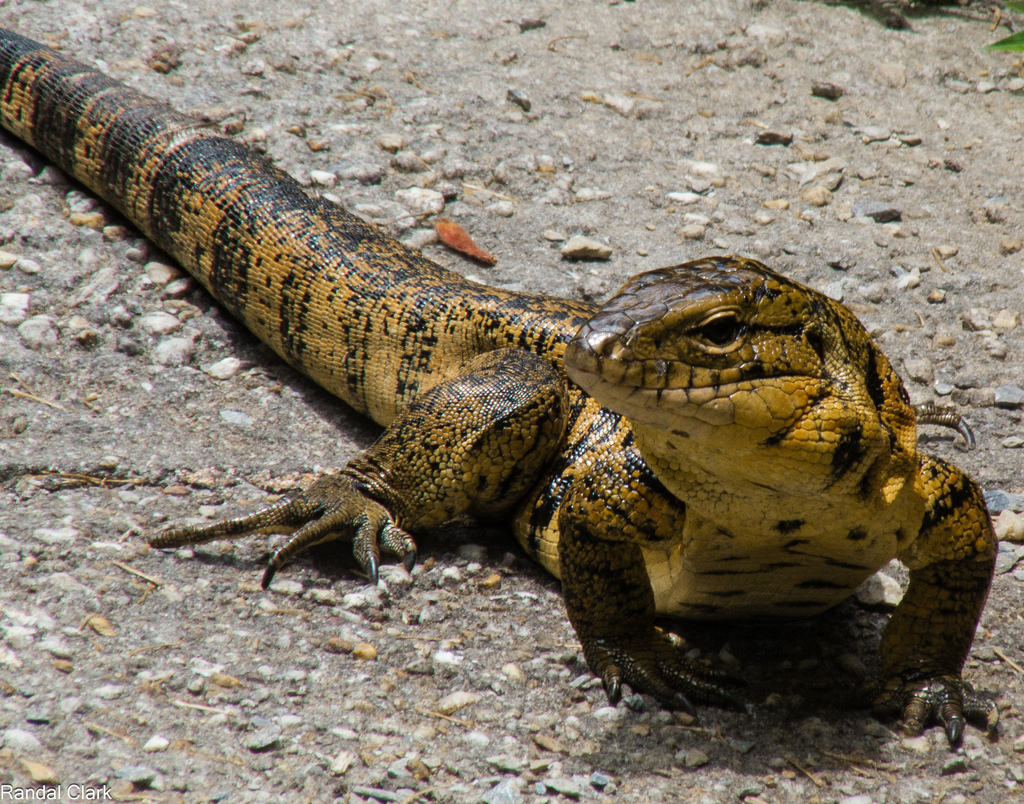 Cryptic Golden Tegu from Tunapuna/Piarco Regional Corporation, Trinidad ...