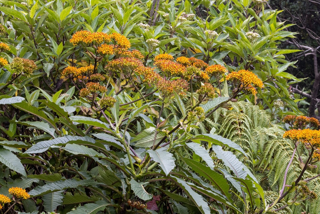Telanthophora grandifolia from Volcán Poás National Park, Alajuela, CR ...