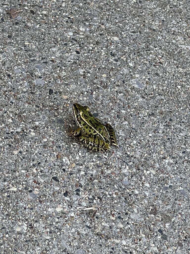 Northern Leopard Frog from Henderson Lake Rd, Prescott, MI, US on July ...