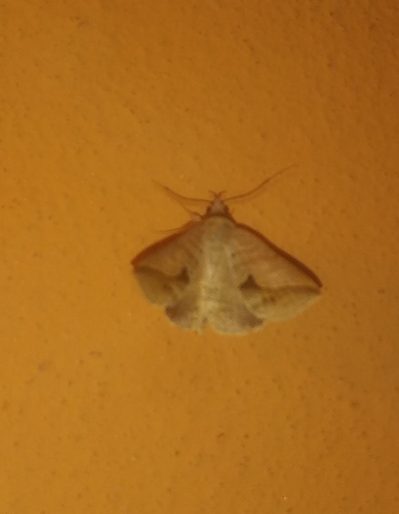 Dierna from Oros on July 16, 2022 by Sachin Prabhu · iNaturalist