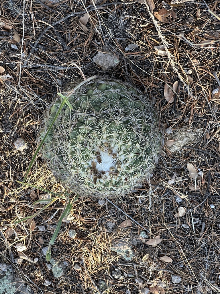 Coryphantha compacta from Parque Nacional Cumbres de Majalca, Chihuahua ...
