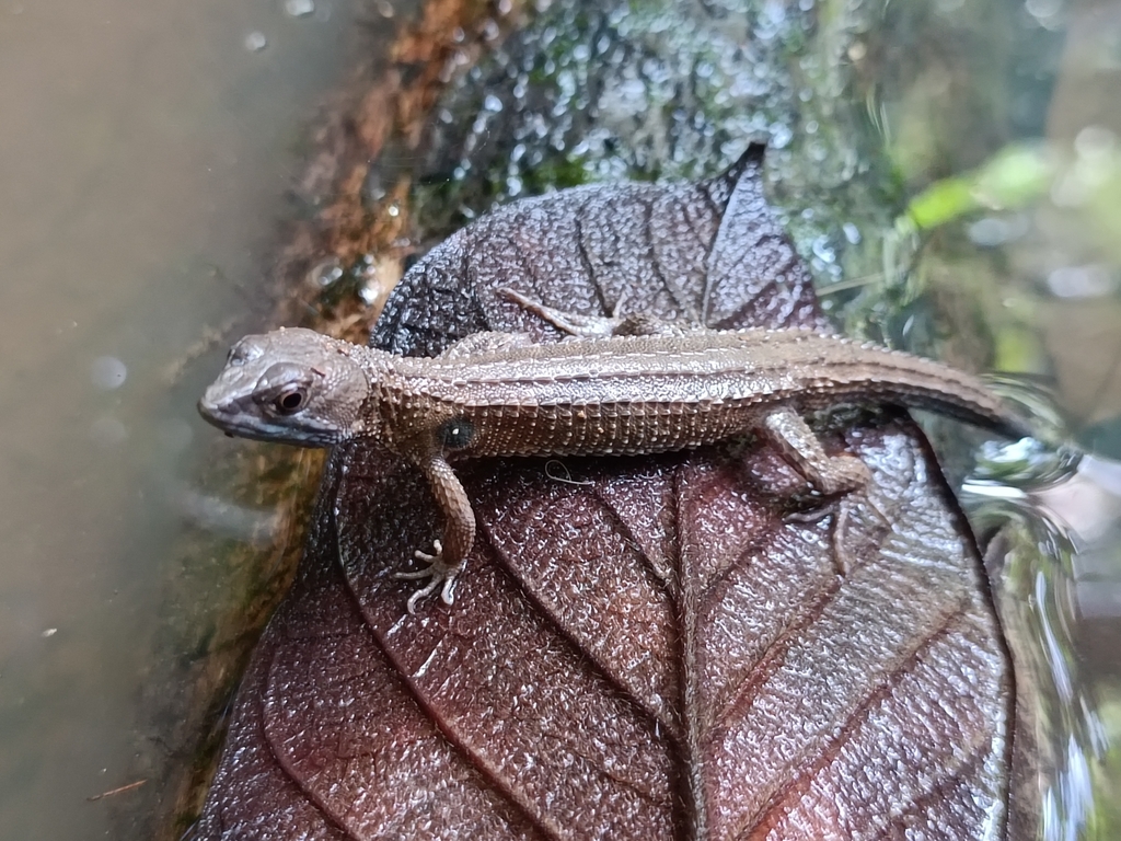 Common Stream Lizard from Distrito de Mazán, 16100, Perú on July 17 ...