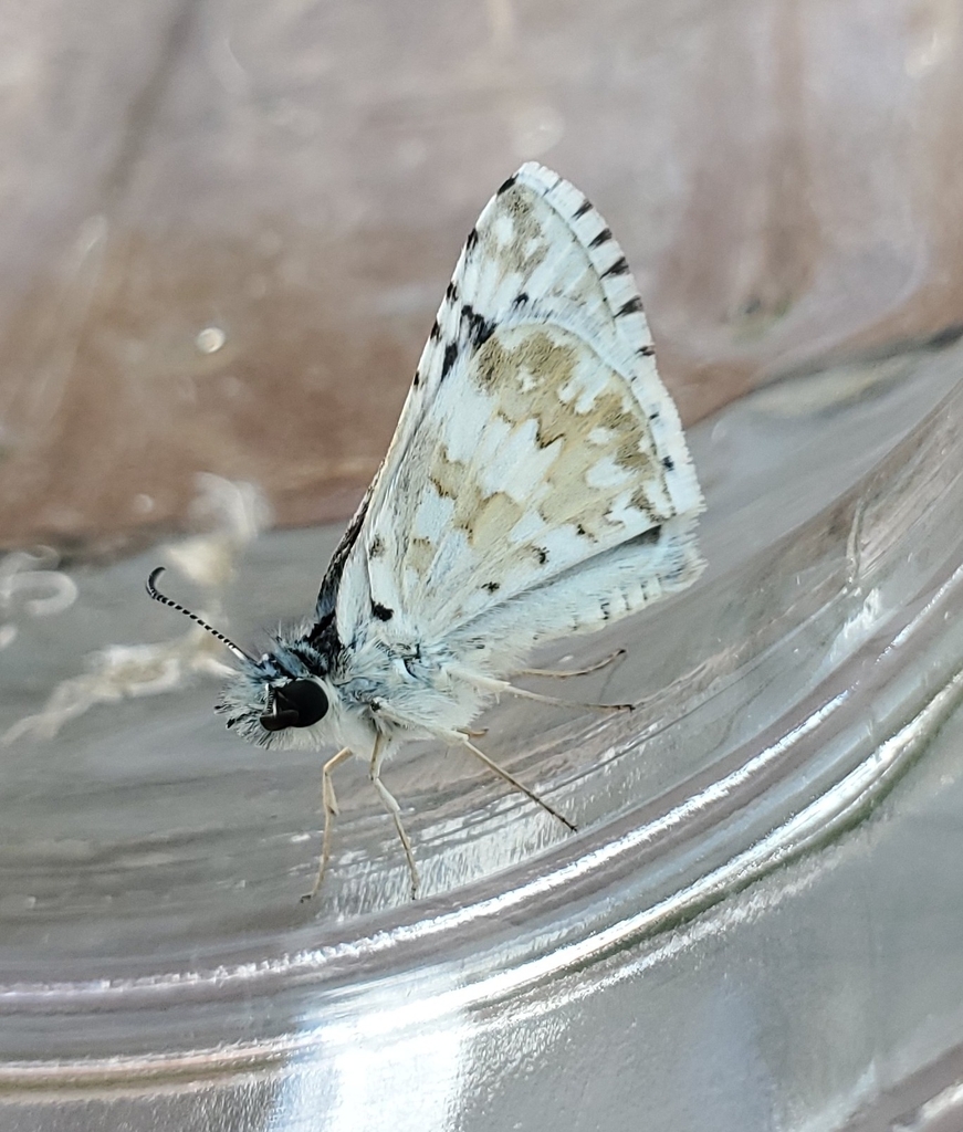 Common Checkered-Skipper from Craig, CO 81625, USA on July 26, 2023 at ...