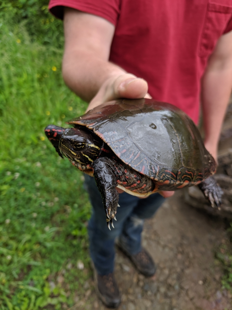 Midland Painted Turtle in May 2019 by schwendlerjh · iNaturalist
