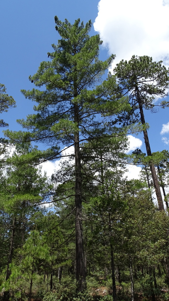 southwestern white pine from Pueblo Nuevo, Dgo., México on July 16 ...