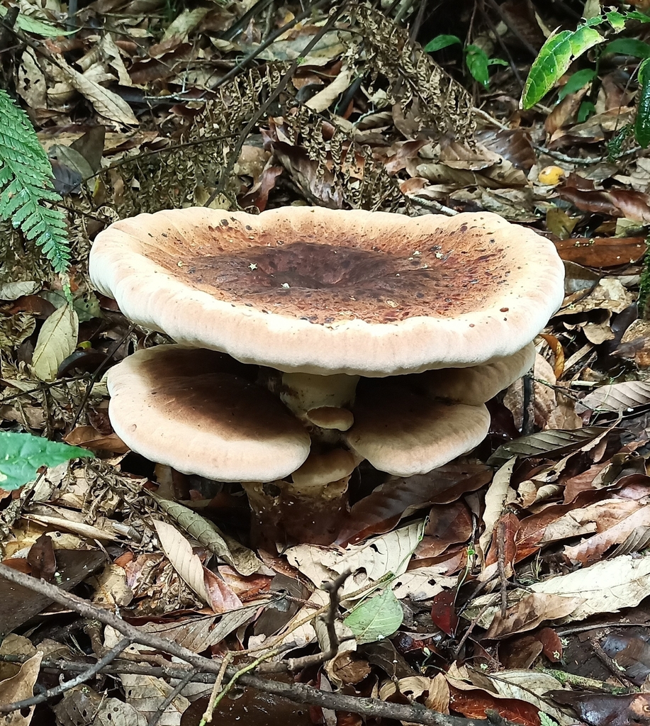 Kusaghiporia talpae from Santa Fe, Panamá on July 19, 2023 at 12:13 PM ...