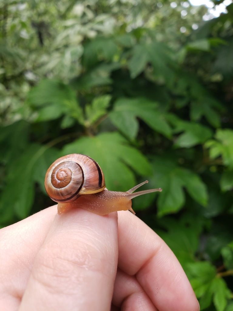 Brown-lipped Snail from 19th Ave E & E Highland Dr, Seattle, WA 98112 ...