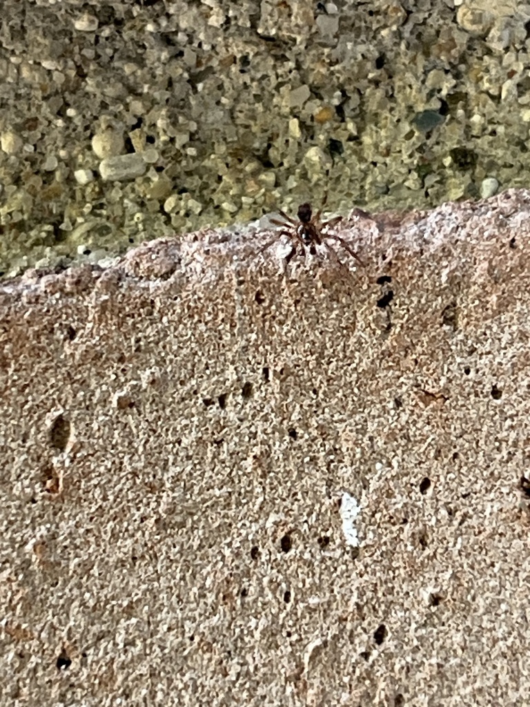 Two-spotted Cobweb Spider from Hamilton Ave, Cincinnati, OH, US on July ...