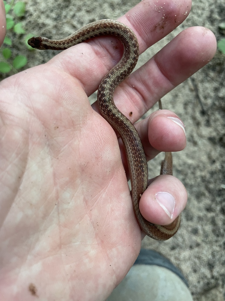DeKay's Brownsnake in July 2023 by Cole Burrow. Last image in situ ...