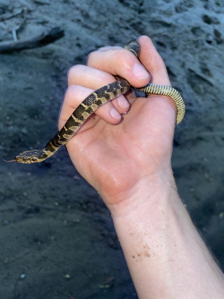Plain-bellied Watersnake in July 2023 by Cole Burrow. Regurgitated ...