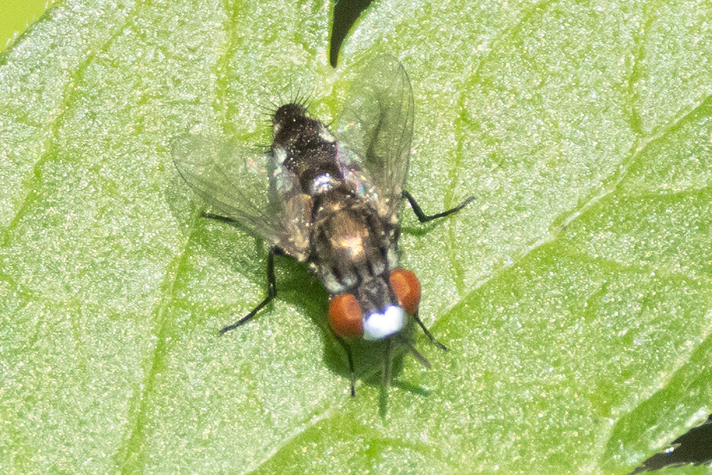Metopia argyrocephala from Brooklyn, NY, USA on July 26, 2023 at 11:38 ...