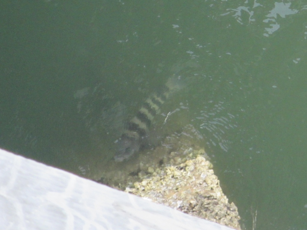 Sheepshead from North Atlantic Ocean, SC, US on July 26, 2023 at 08:33 ...