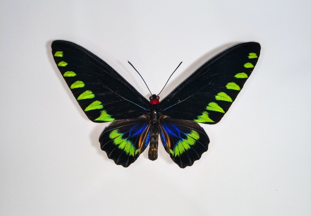 Palawan birdwing in July 2023 by Julius Ancheta. Part of a collection ...