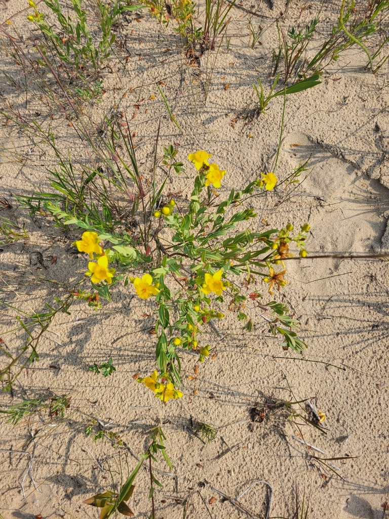 Kalm's St. John's-wort from Cheboygan County, MI, USA on July 25, 2023 ...