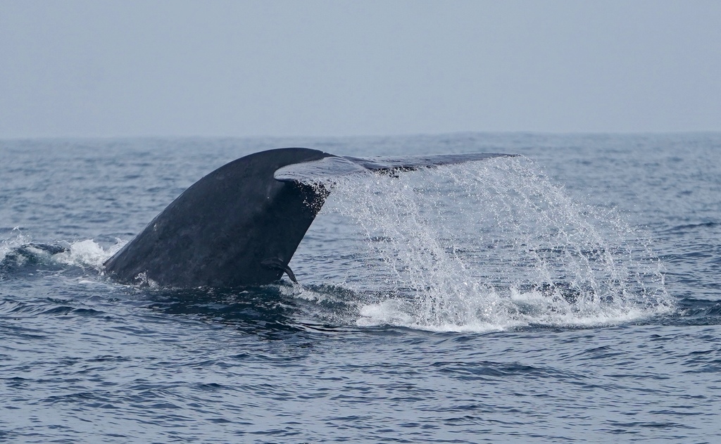 Blue Whale in January 2019 by Joao Quental · iNaturalist