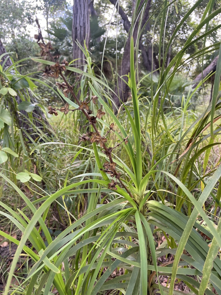 Lomandra banksii from Pajinka Back Rd, New Mapoon, QLD, AU on July 26 ...