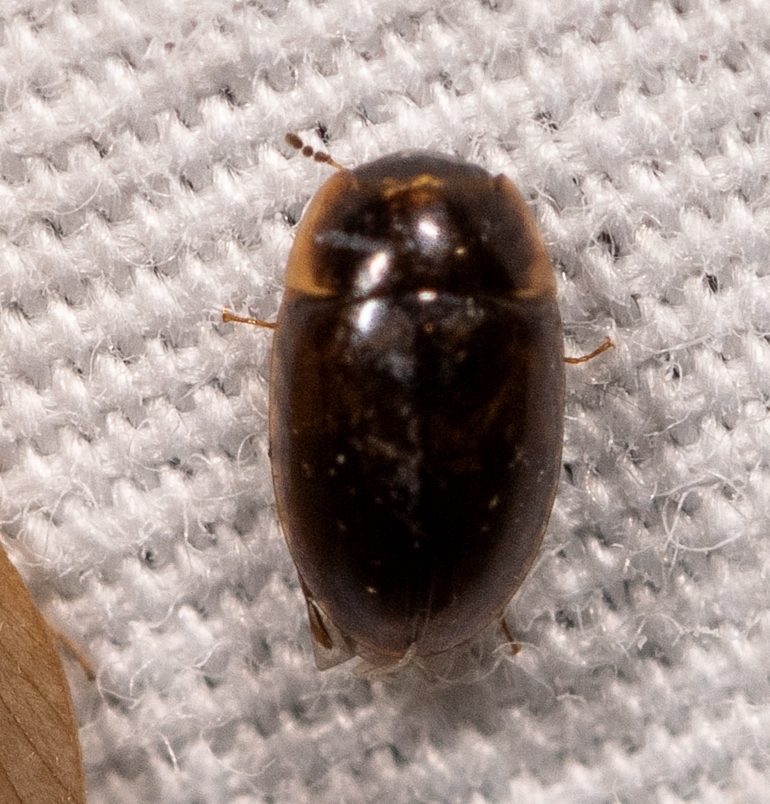 Enochrus from Warsaw, IL 62379, USA on July 24, 2023 at 10:08 PM by ...