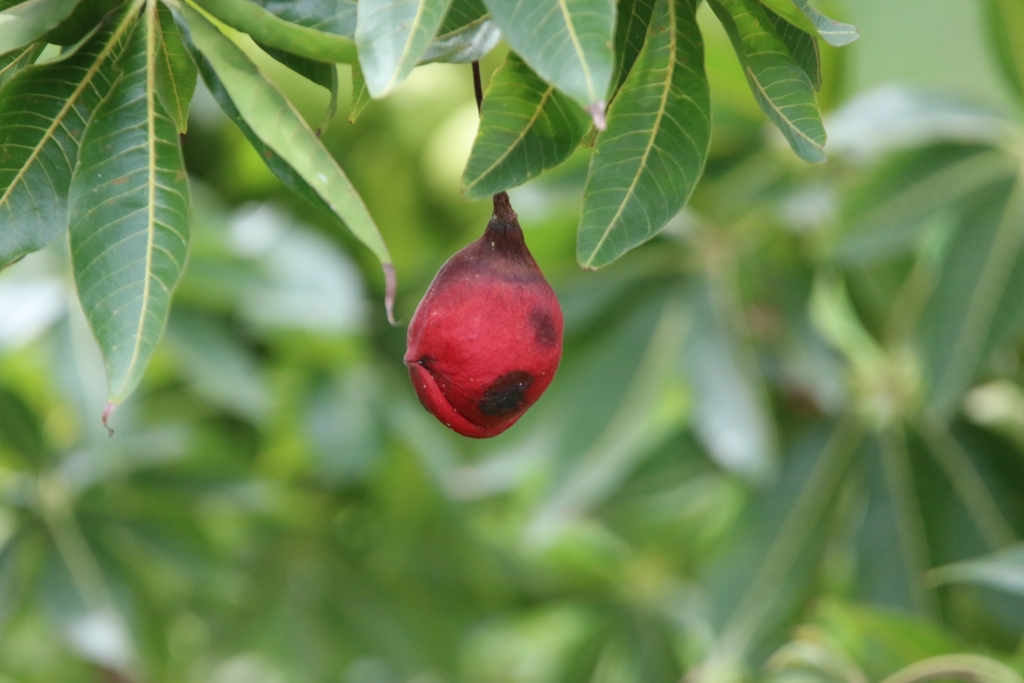 Java Olive from Untungjawa Island, South Kepulauan Seribu, Kepulauan ...