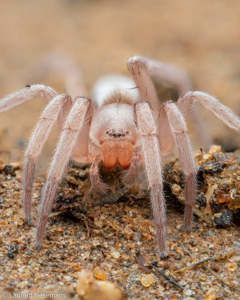 Entelegyne Spiders from Axali Doeseb Street, Windhoek, Khomas, NA on ...