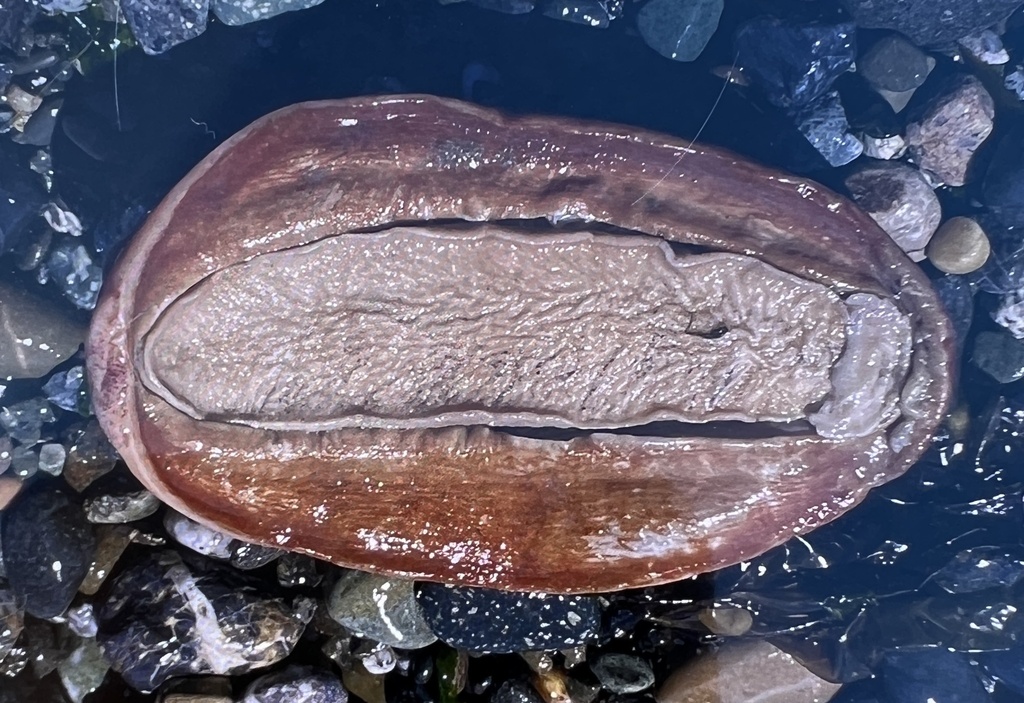 Gumboot Chiton from Whidbey Island, Freeland, WA, US on July 26, 2023 ...